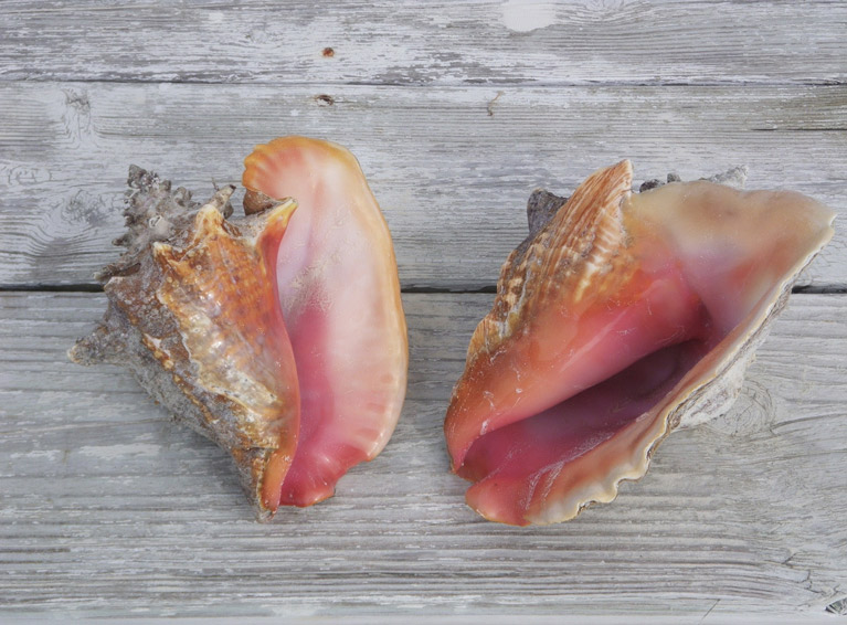 All About Conch: A Turks & Caicos Treasure - Triton Luxury Villa (Turks ...